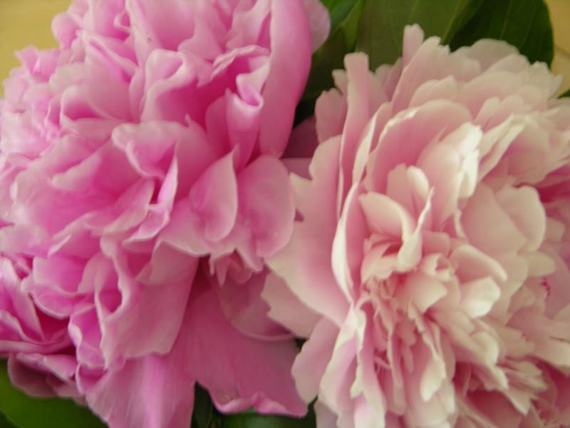 Pfingstrosen / Peonies | Abenteuer Garten