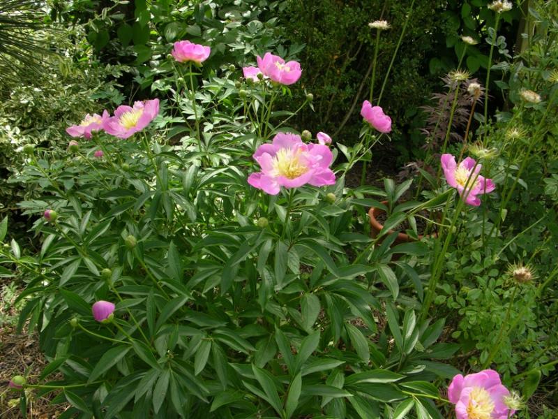 Pfingstrosen / Peonies | Abenteuer Garten